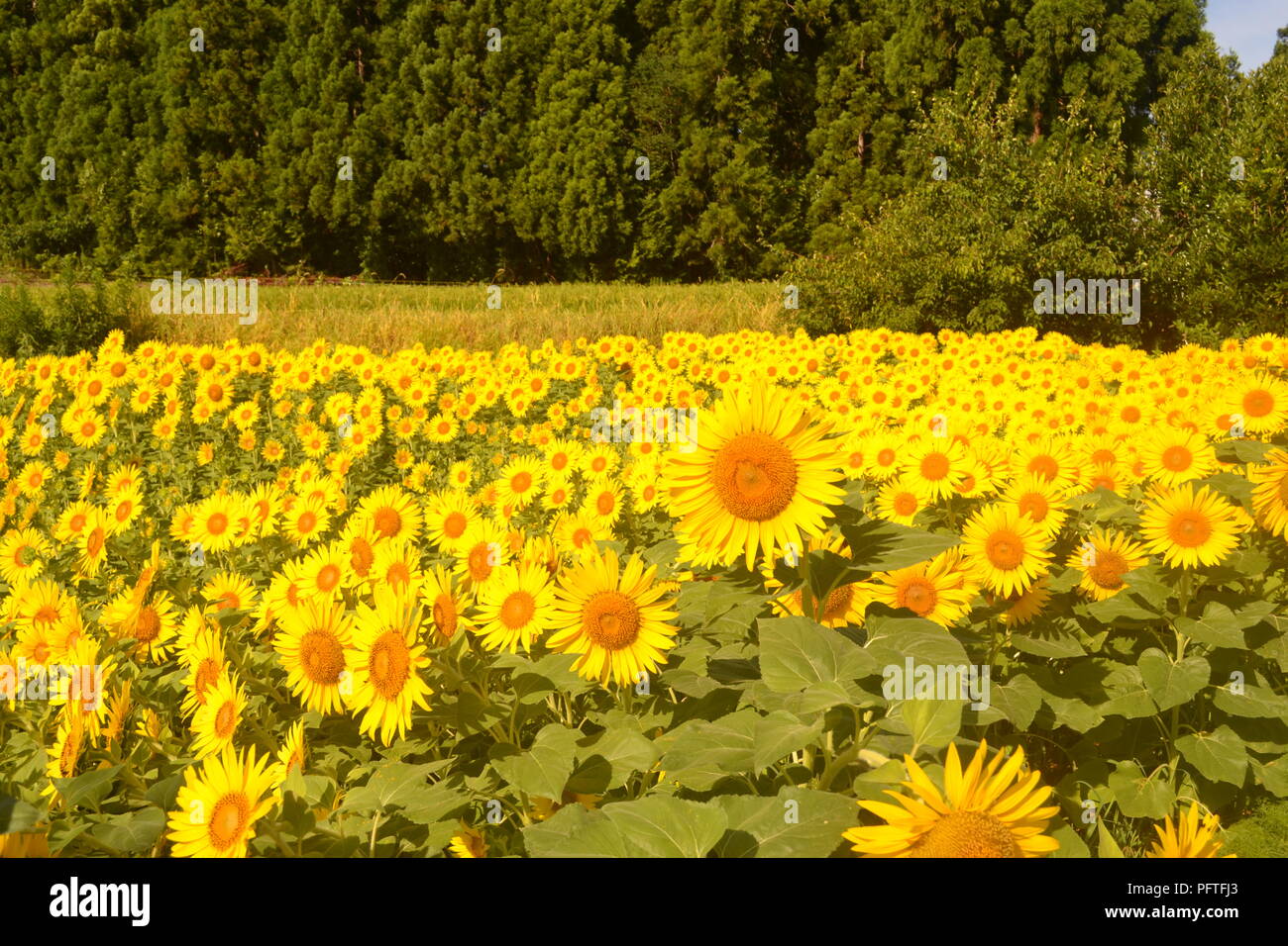 Sunflower in japan hi-res stock photography and images - Alamy