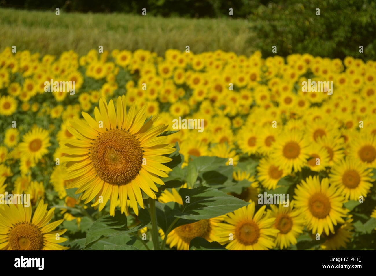 Sunflower in japan hi-res stock photography and images - Alamy