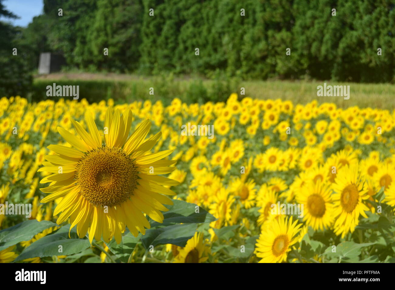Sunflower field in Japan Stock Photo - Alamy