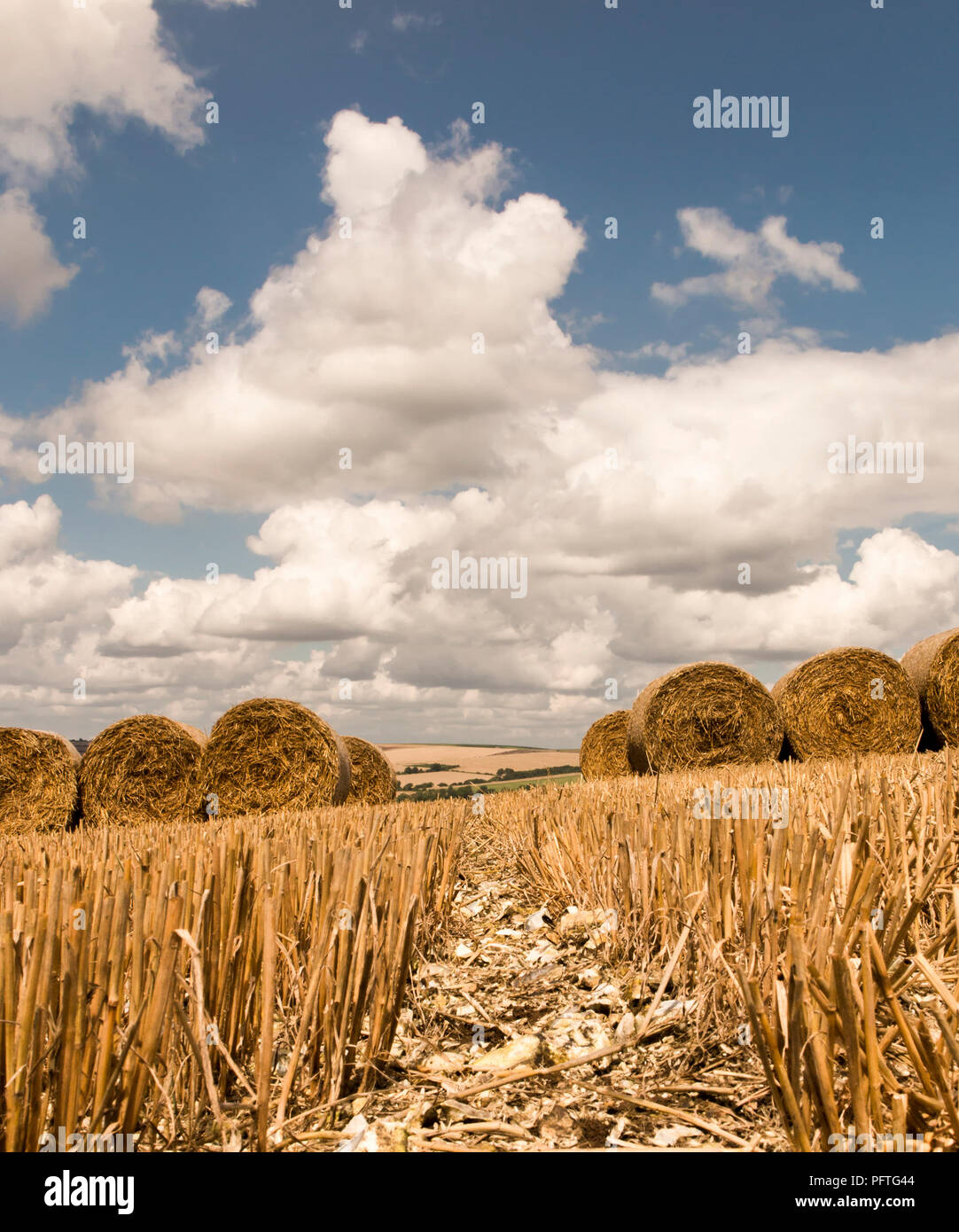 Long straw wheat hi-res stock photography and images - Alamy