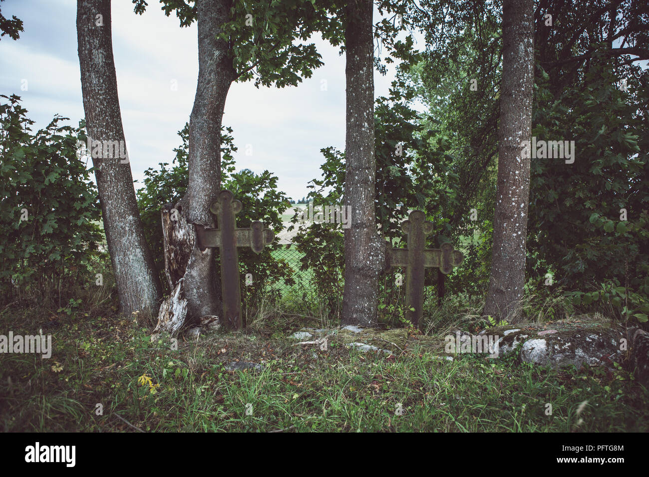 Old forgotten cemetary, crosses rooted into trees Stock Photo - Alamy