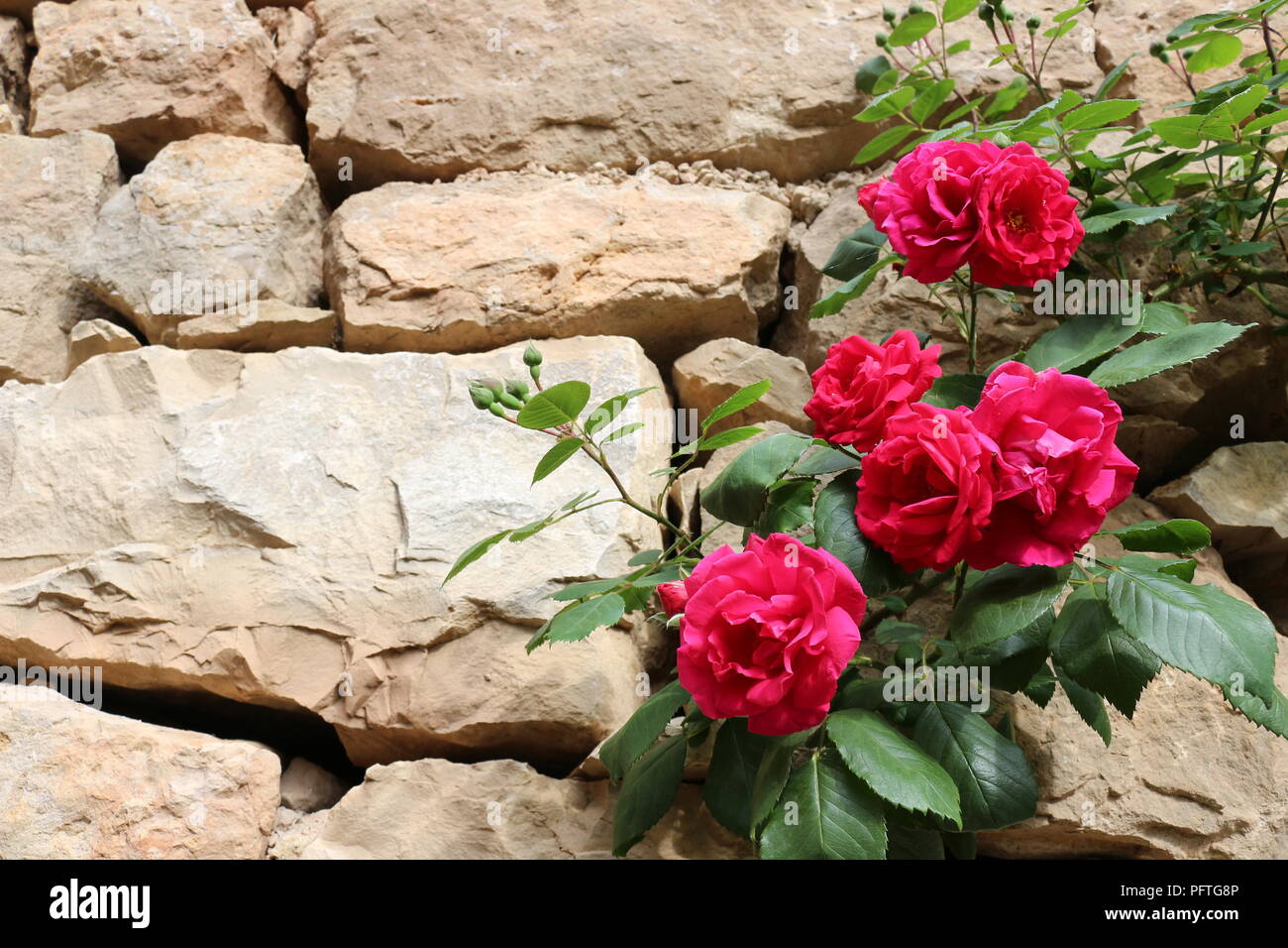 Rose garden stone wall hi-res stock photography and images - Alamy