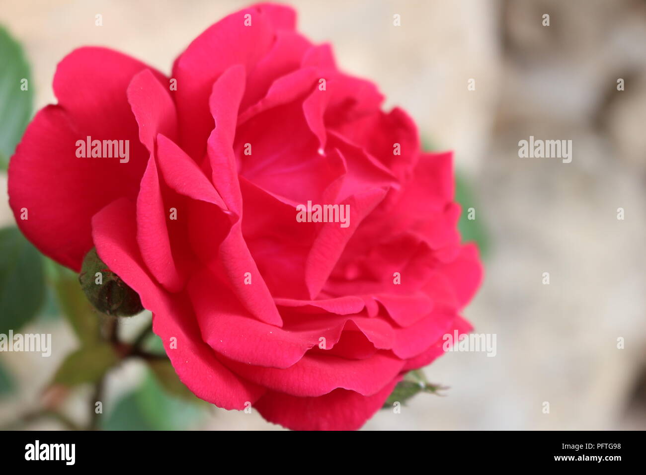 Big Rose Garden High Resolution Stock Photography and Images - Alamy