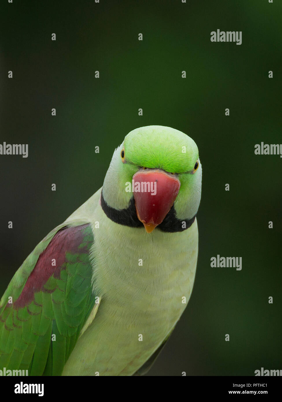 Alexandrine parakeet (Psittacula eupatria) Gujarat, India Stock Photo - Alamy