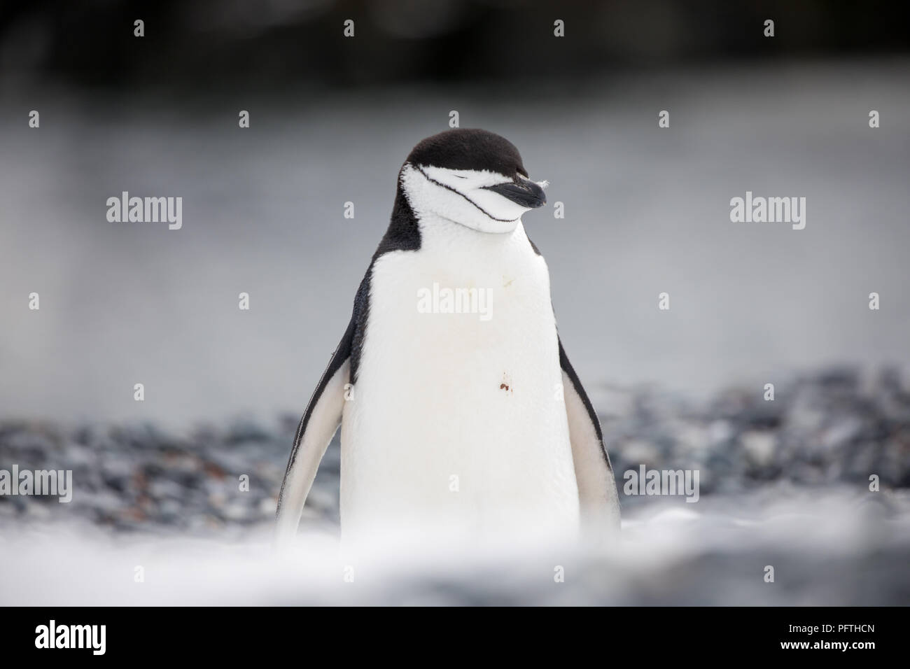 some penguins in the arctic walking around on the north pole and ...
