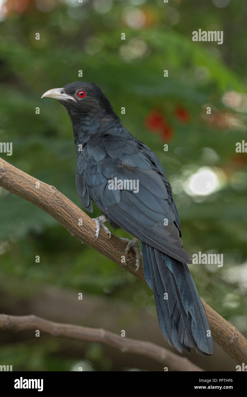 Common koel hi-res stock photography and images - Alamy