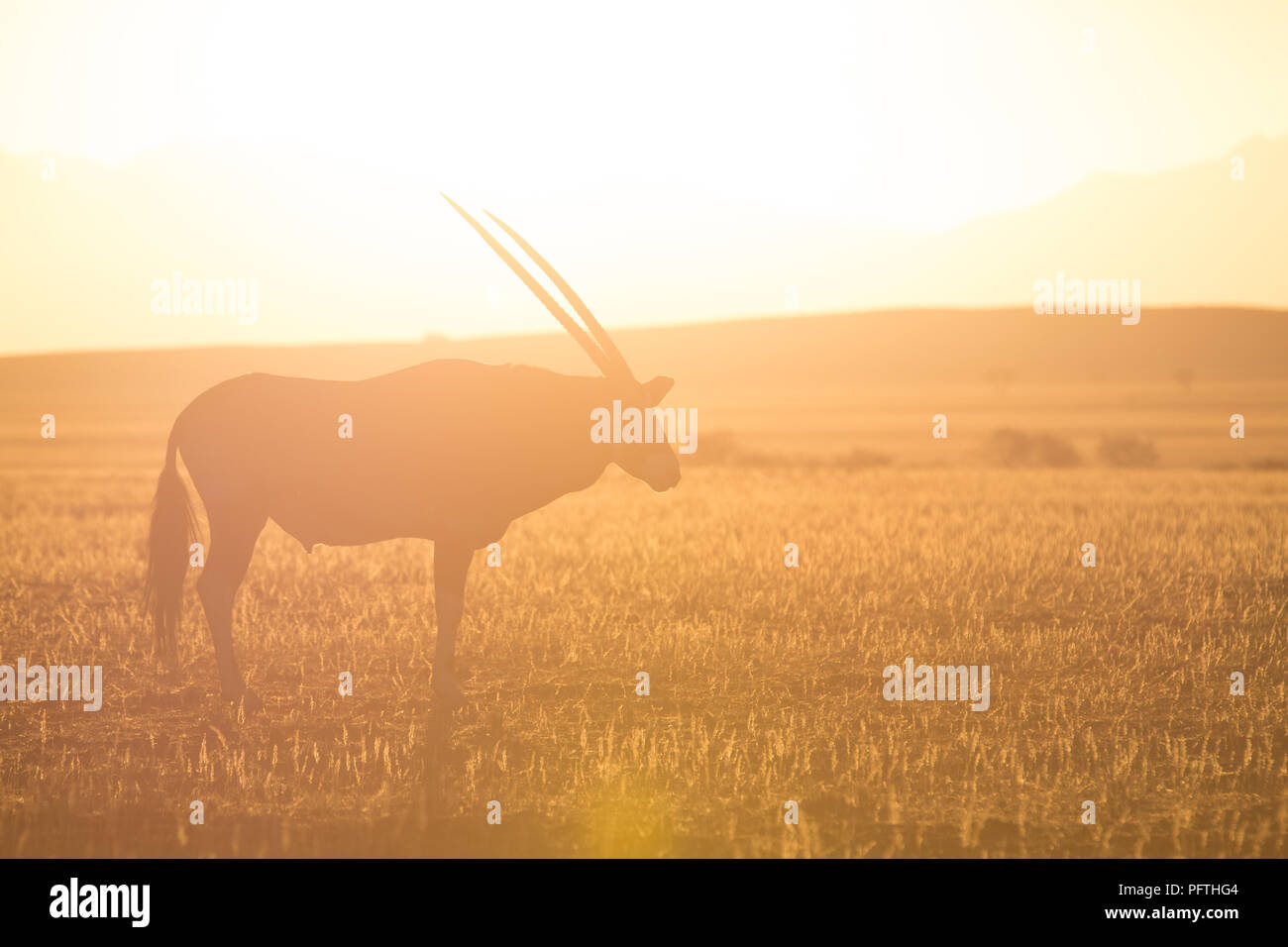 some antelope eating in the savanna of africa in the wild nature Stock ...