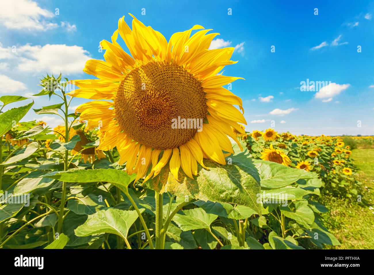 macro of a beautiful sunflower in a field, vibrant, horizontal Stock ...