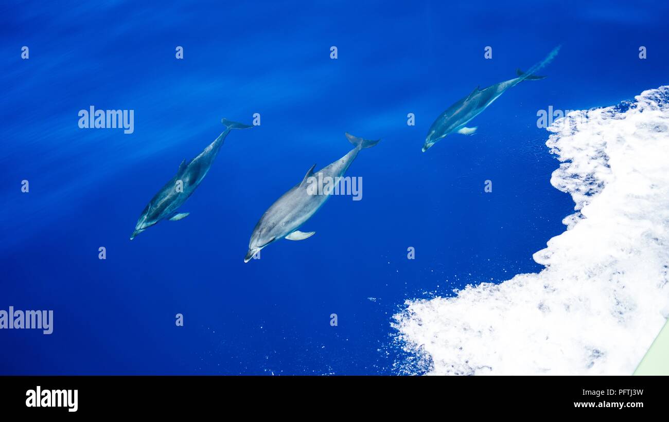 Dolphin swimming under water hi-res stock photography and images - Alamy
