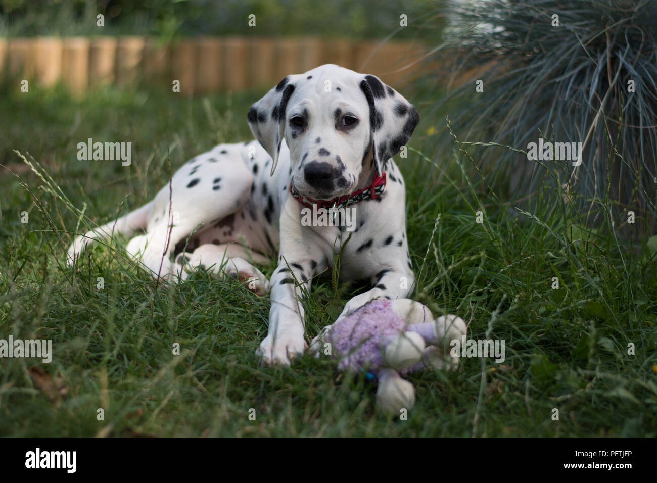 Dalmatian puppy hi-res stock photography and images - Alamy