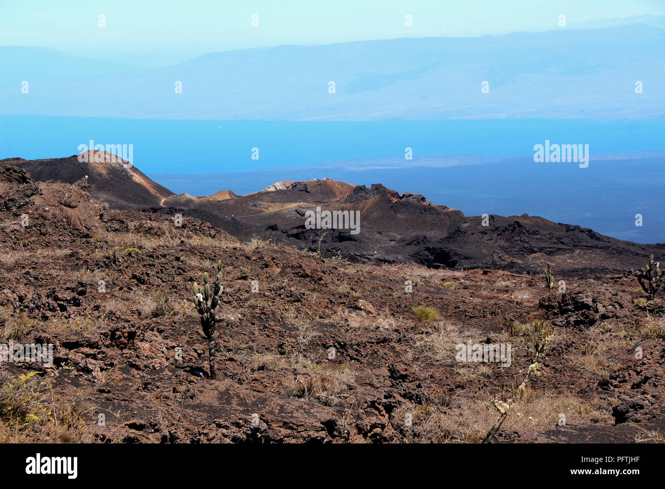 Shiny fur hi-res stock photography and images - Alamy