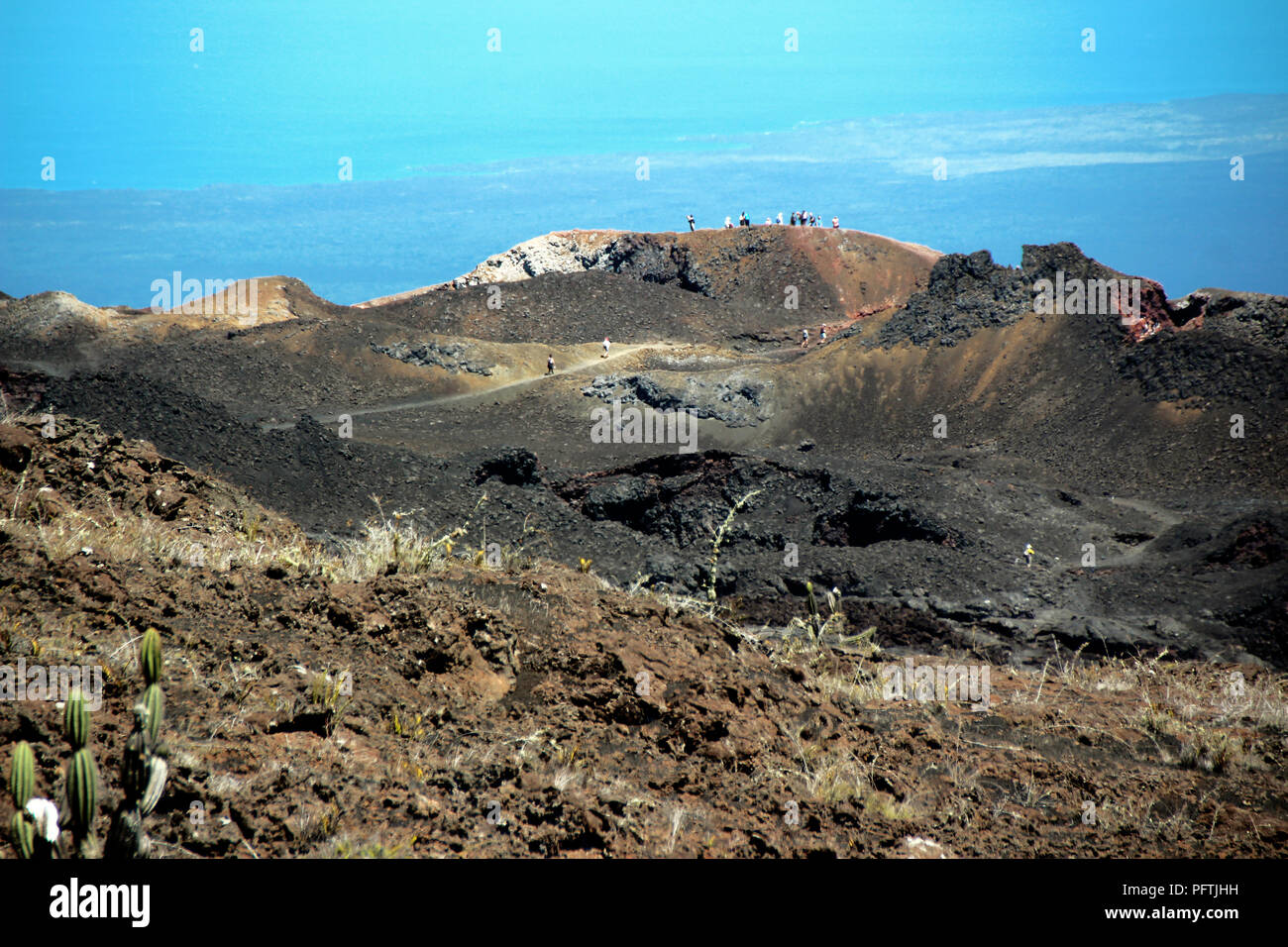 Shiny fur hi-res stock photography and images - Alamy