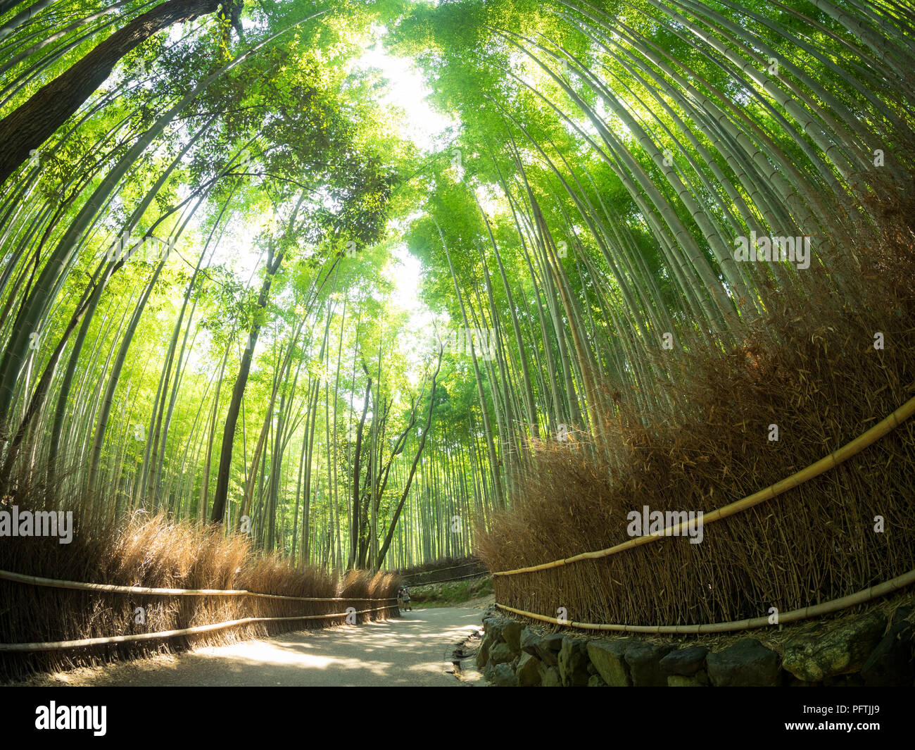 A fisheye, wide angle view of the Sagano Bamboo Forest (Arashiyama ...