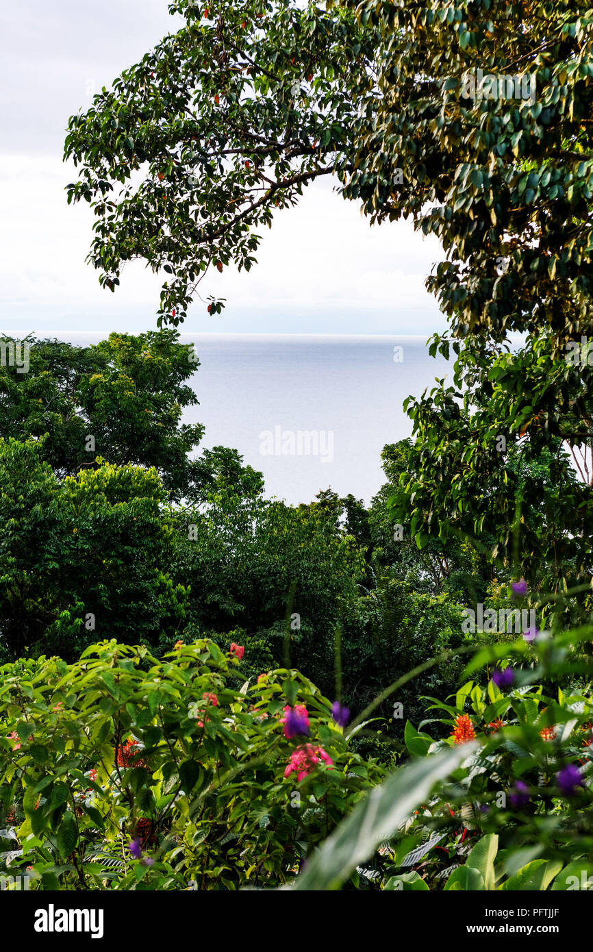 Look trough trees on pacific ocean Stock Photo - Alamy