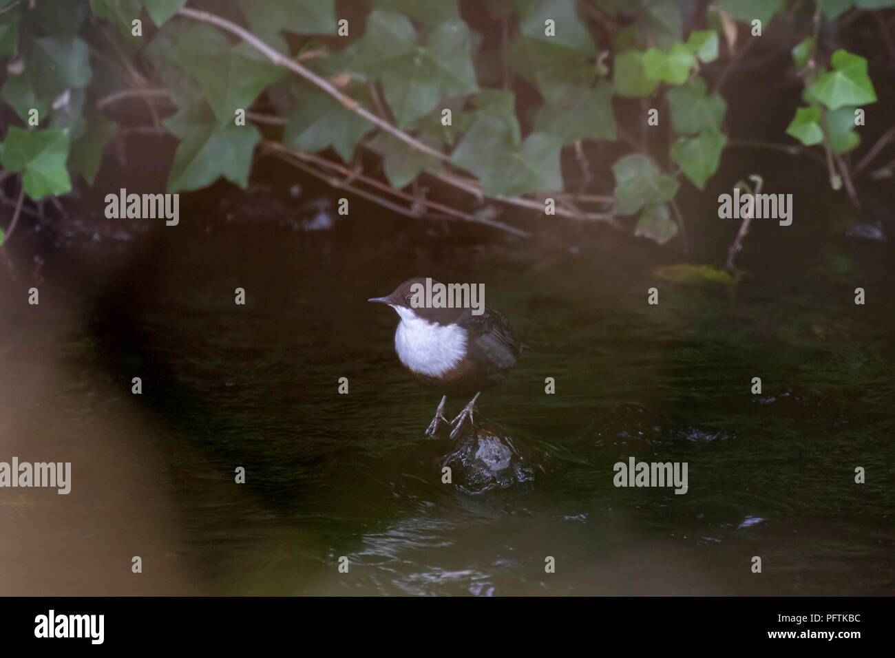 Dipper bird, Cinclus, bobbing up and down on a stone along a river ...