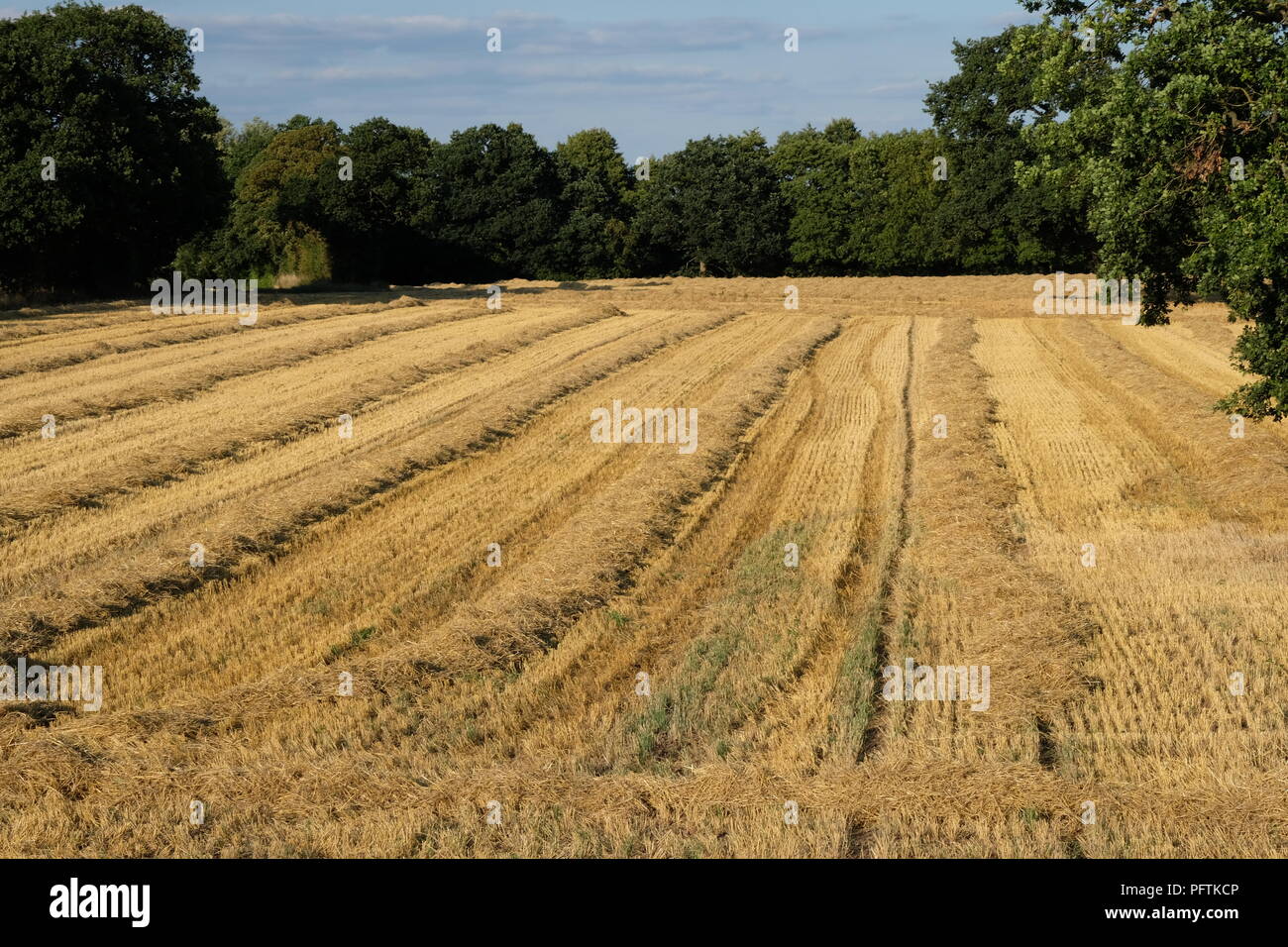 Arable Crop, Harvested, Farmland, Hedgerows, Straw, Autumn. Fall ...