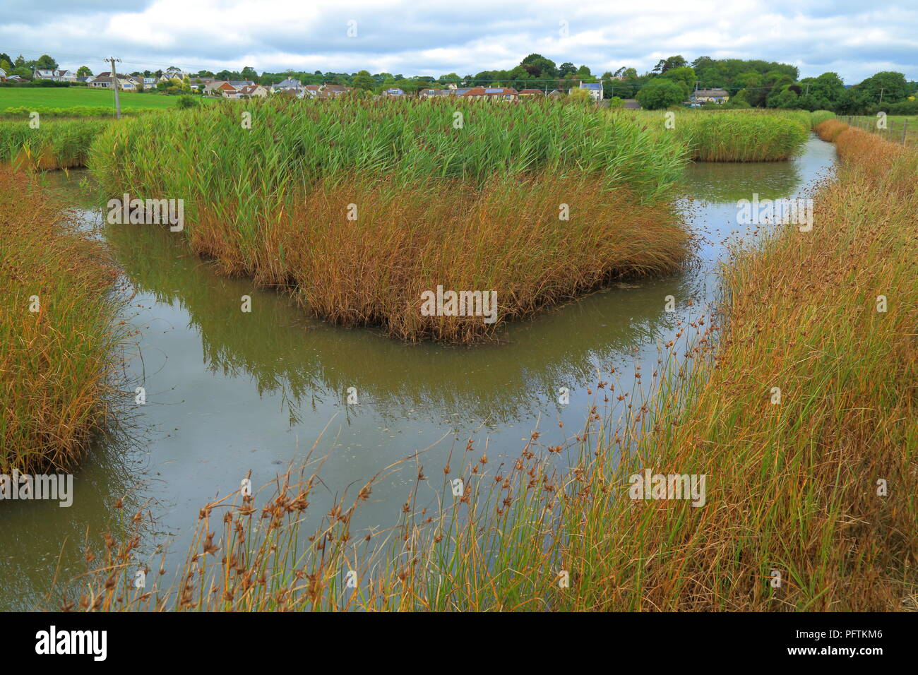 Seaton marshes nature reserve hi-res stock photography and images - Alamy