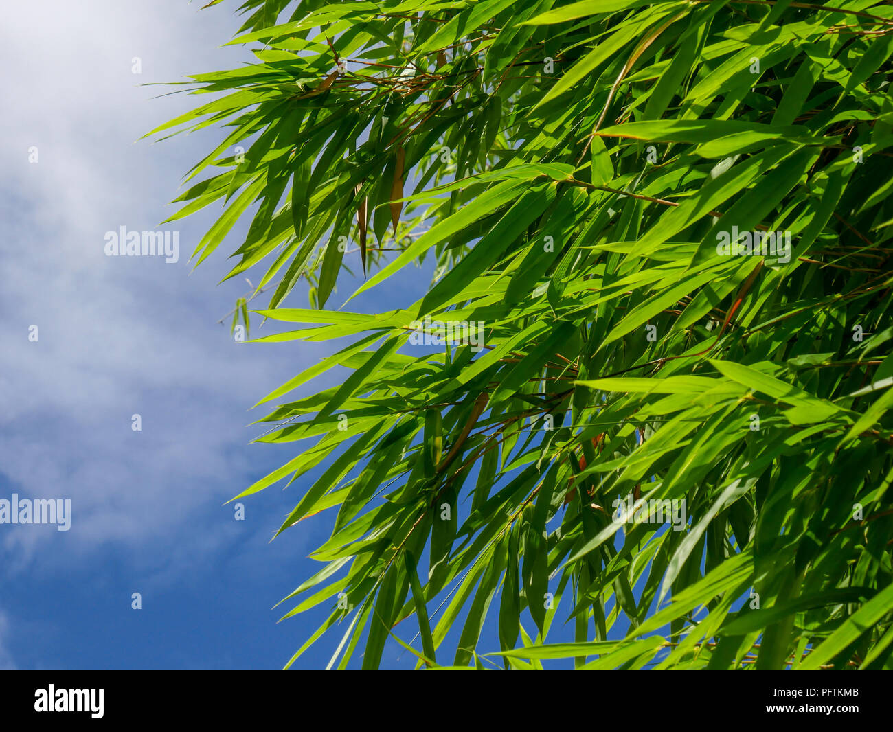 background texture green bamboo tree Stock Photo - Alamy