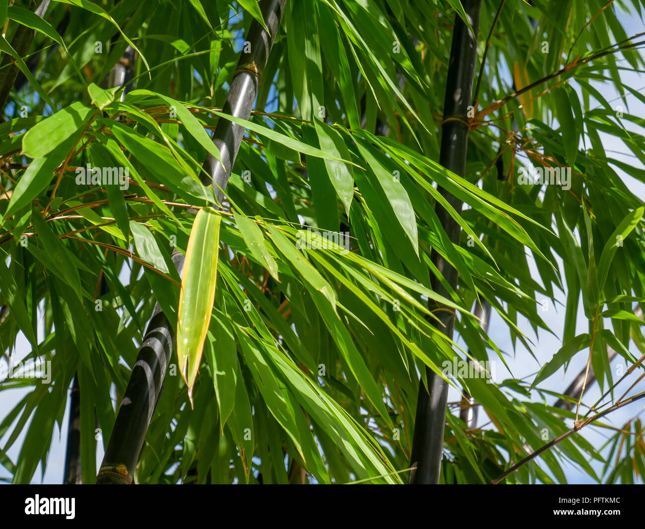 background texture green bamboo tree Stock Photo - Alamy
