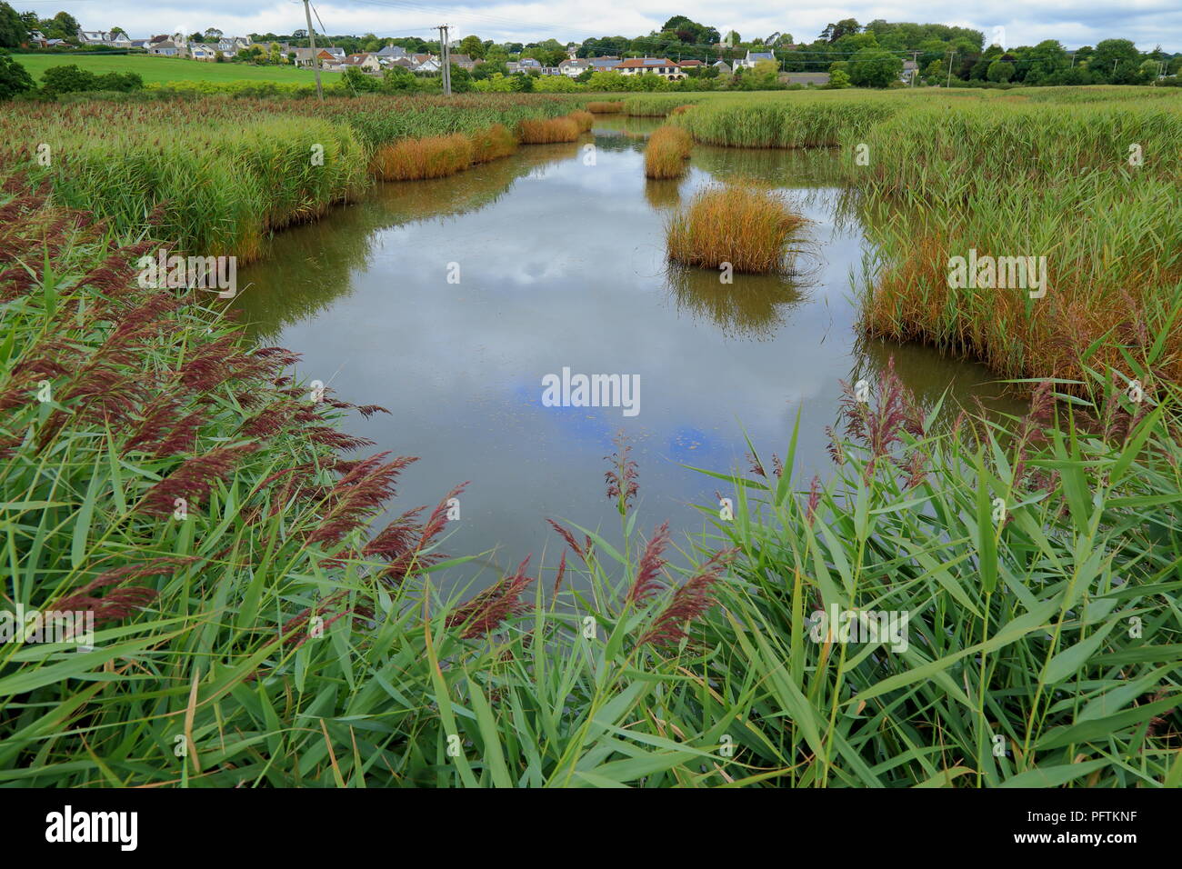 Seaton marshes nature reserve hi-res stock photography and images - Alamy