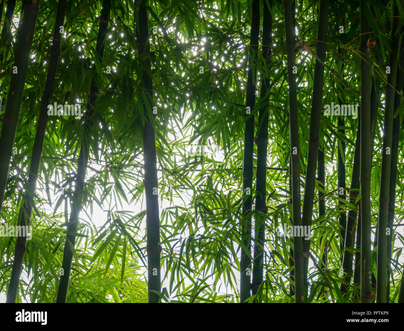 background texture green bamboo tree Stock Photo - Alamy