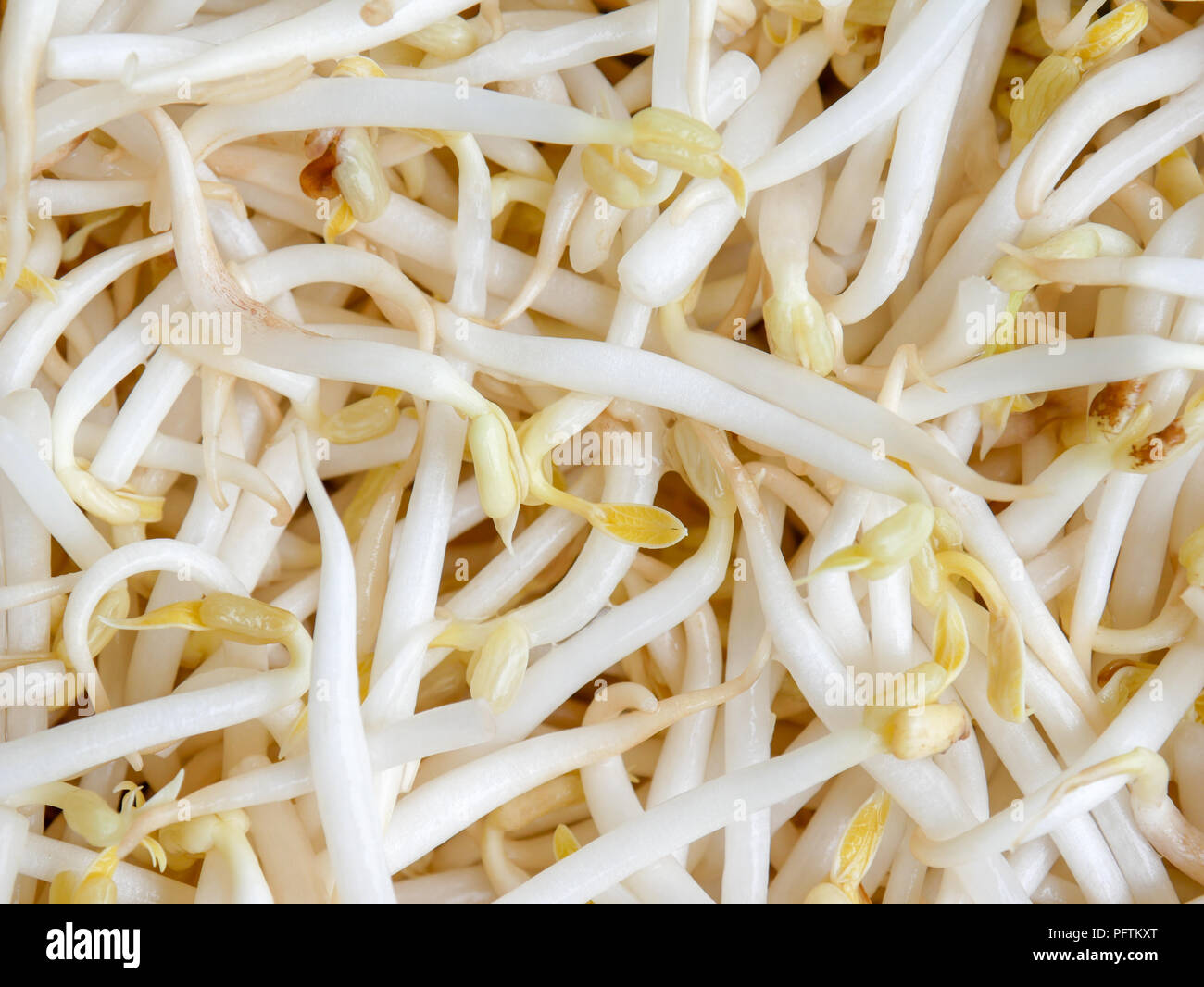 food background texture mung bean sprout Stock Photo - Alamy