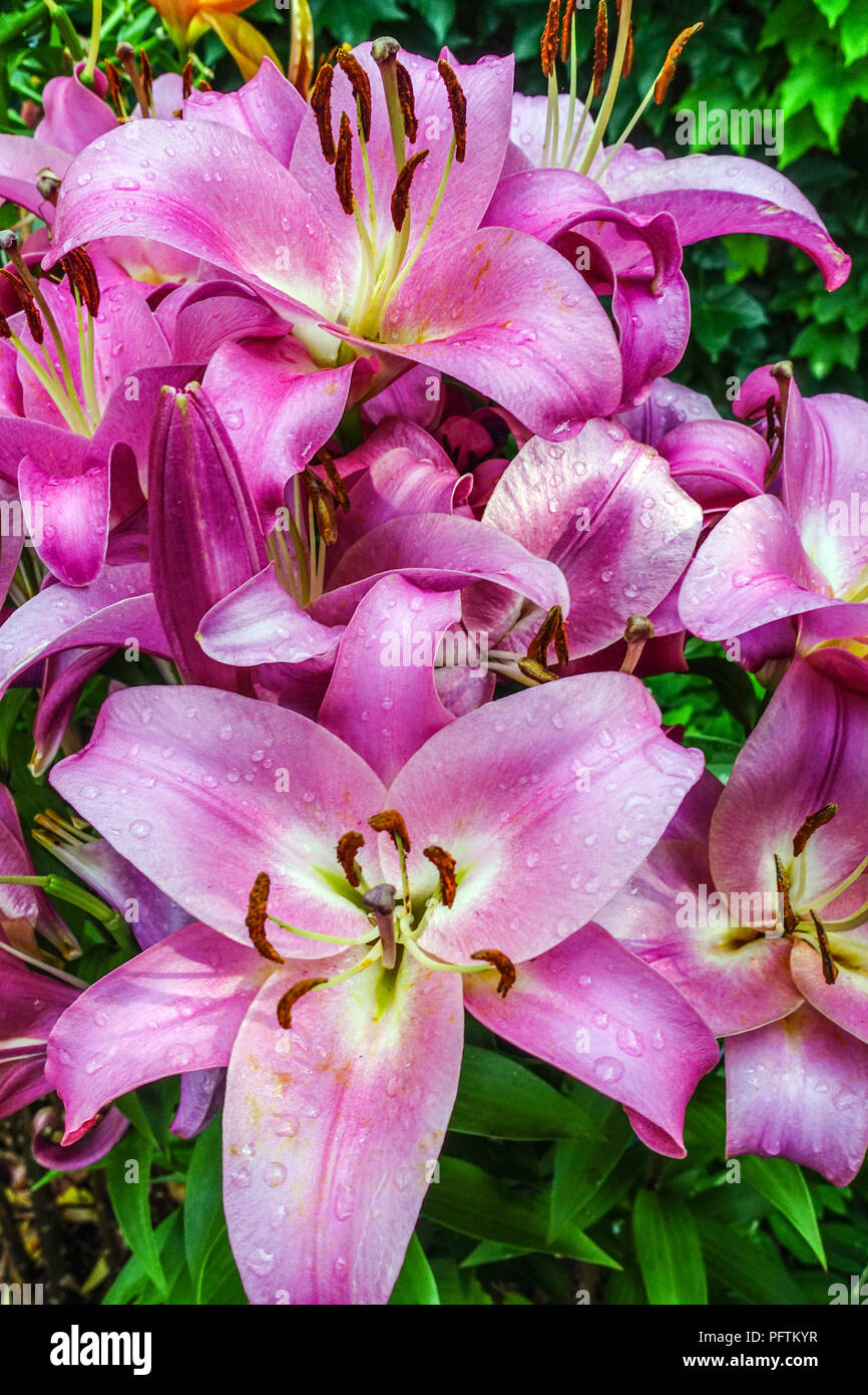 Asiatic Lilies Garden Stock Photos & Asiatic Lilies Garden Stock Images ...