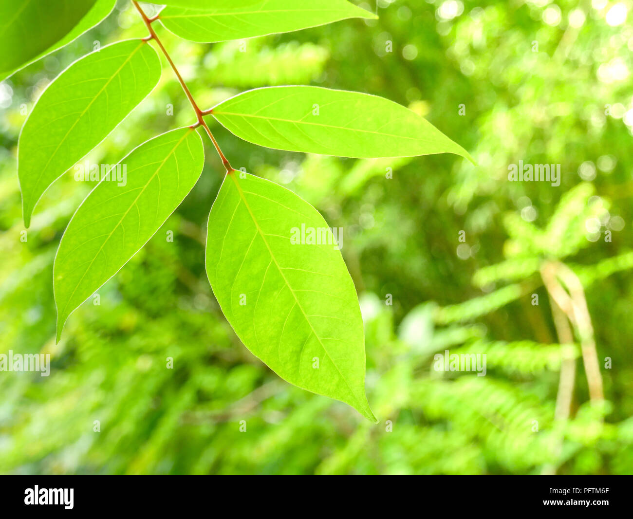 Natural green plants background or wallpaper Stock Photo - Alamy