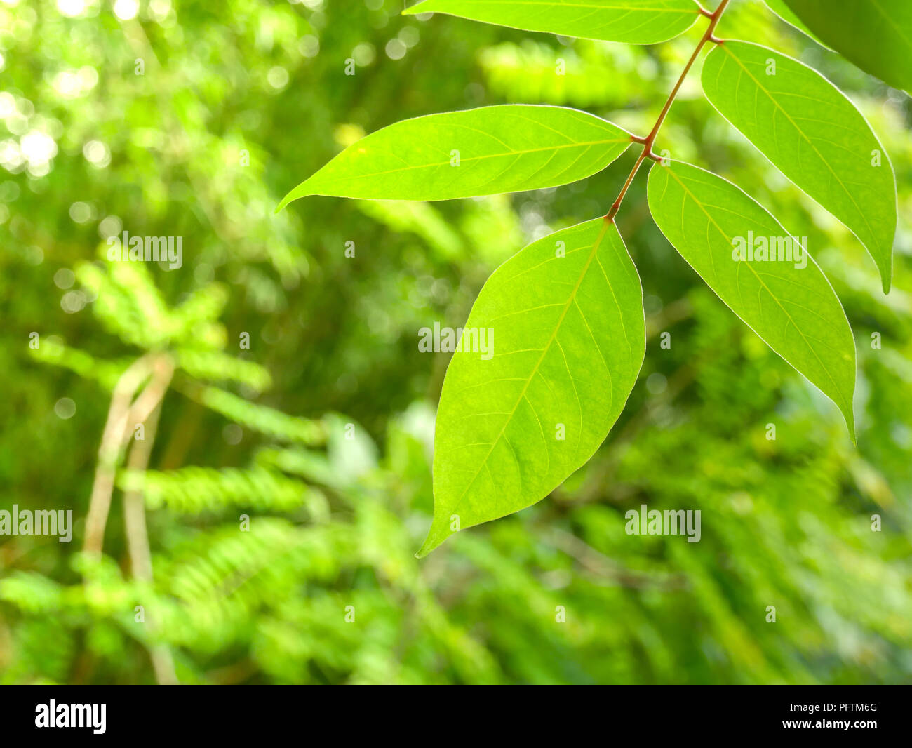 Natural green plants background or wallpaper Stock Photo - Alamy