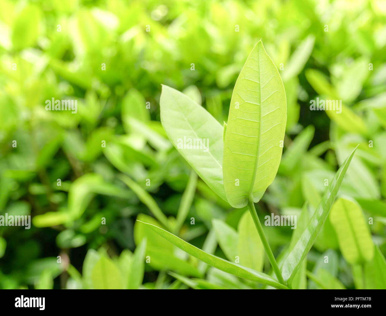 Natural green plants background or wallpaper Stock Photo - Alamy