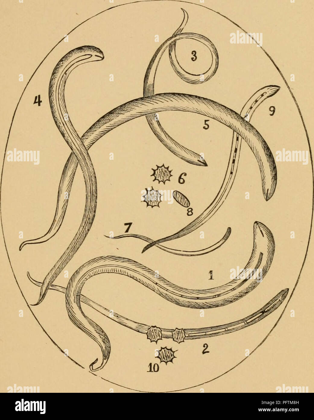 Infusoria culture hi-res stock photography and images - Alamy