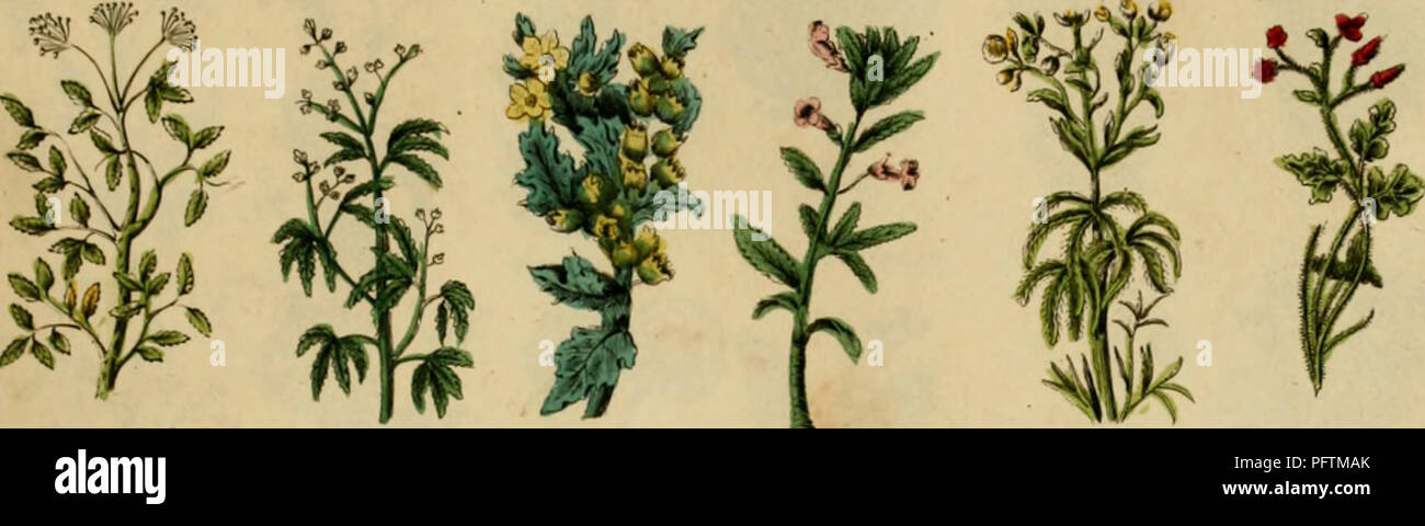 Culpepper’s English Physician and Complete Herbal is a comprehensive ...