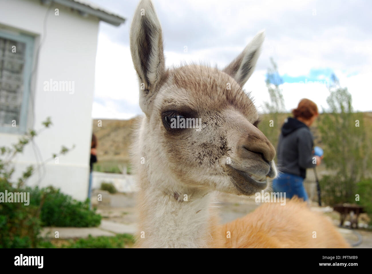 Young Lama very close Patagonia Chile Stock Photo - Alamy