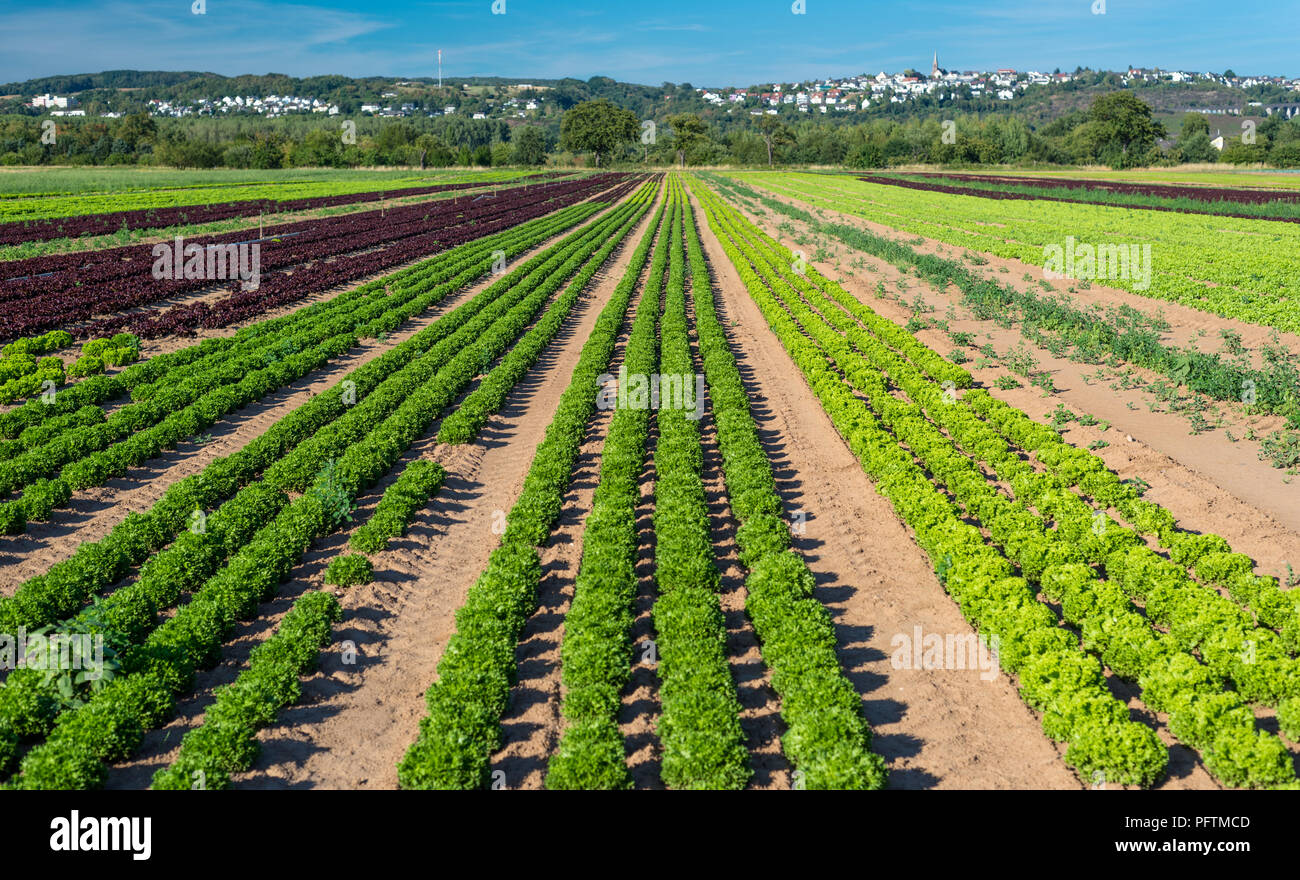 Ripening green lettuce on a summer sunny day in western Germany. A ...