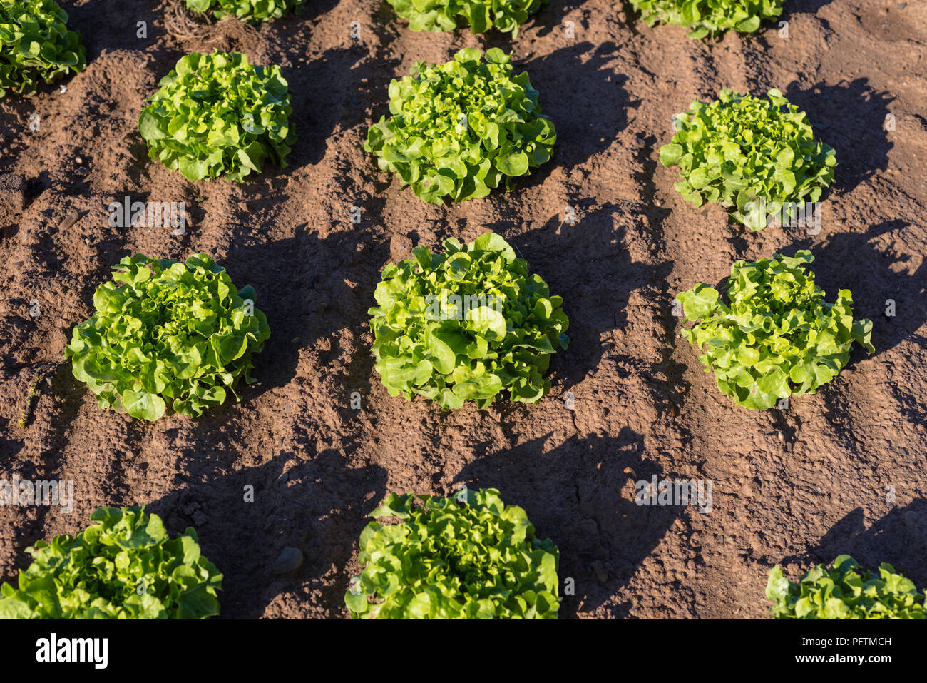 Ripening green lettuce on a summer sunny day in western Germany. Photo ...