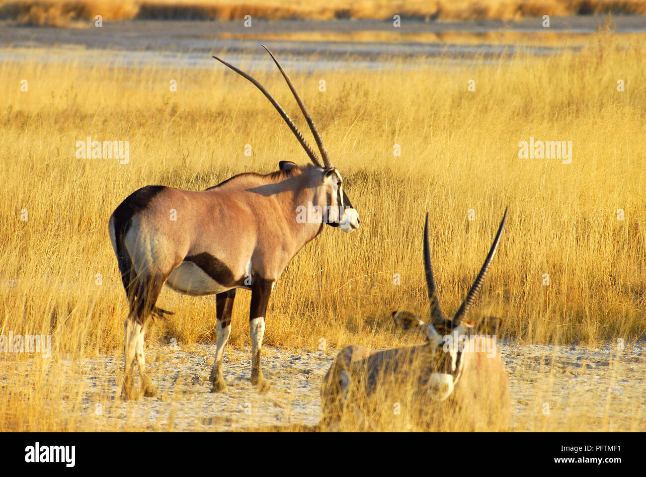 Oryx in the savannah Namibia Stock Photo - Alamy