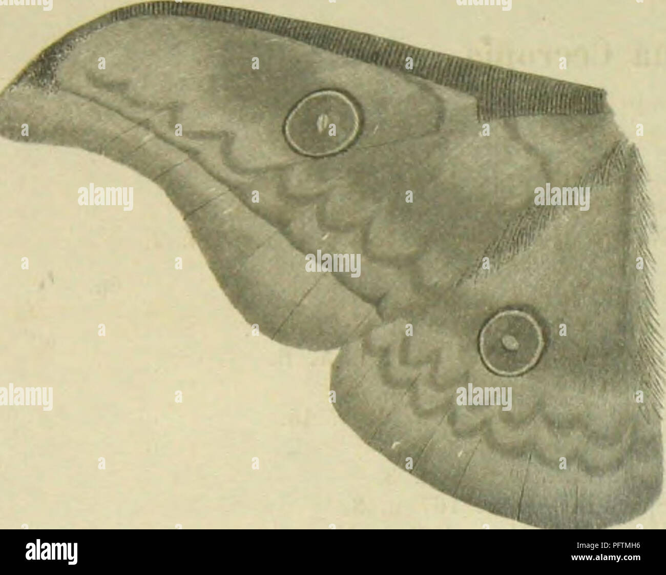 Lepidopterorum hi-res stock photography and images - Alamy