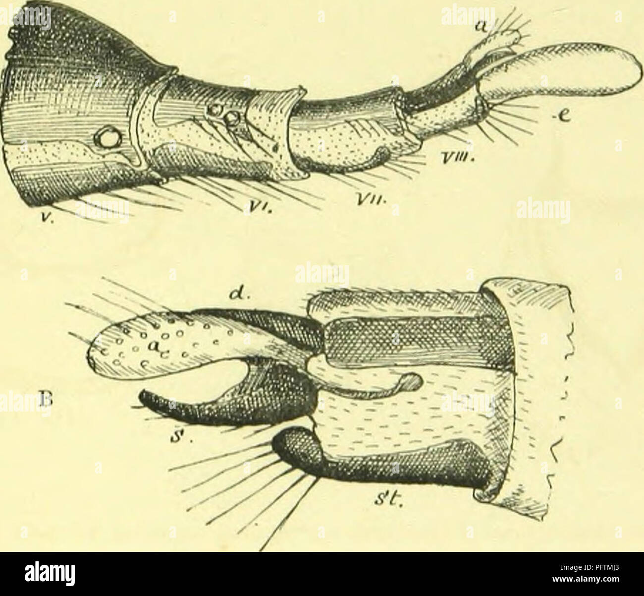 Female reproductive system external hi-res stock photography and images ...