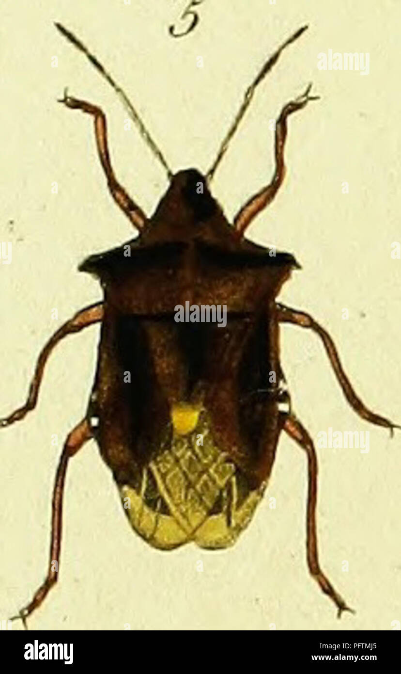 This introduction to entomology, featuring illustrations, covers the ...