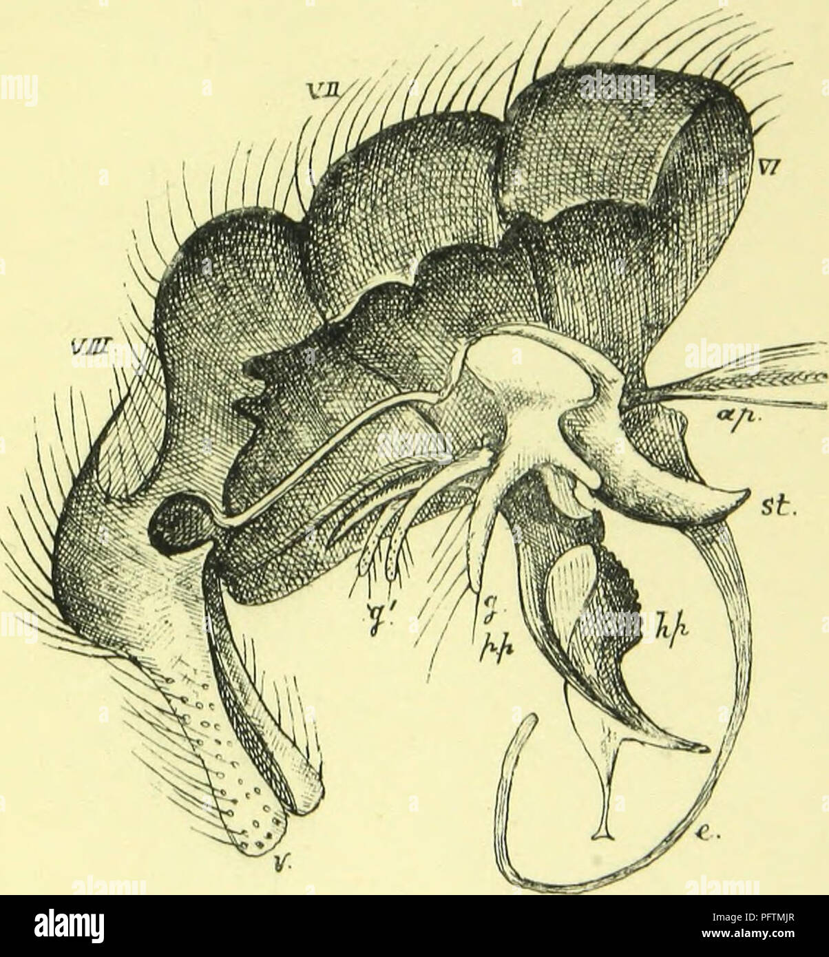 This study covers the anatomy, physiology, and development of the ...