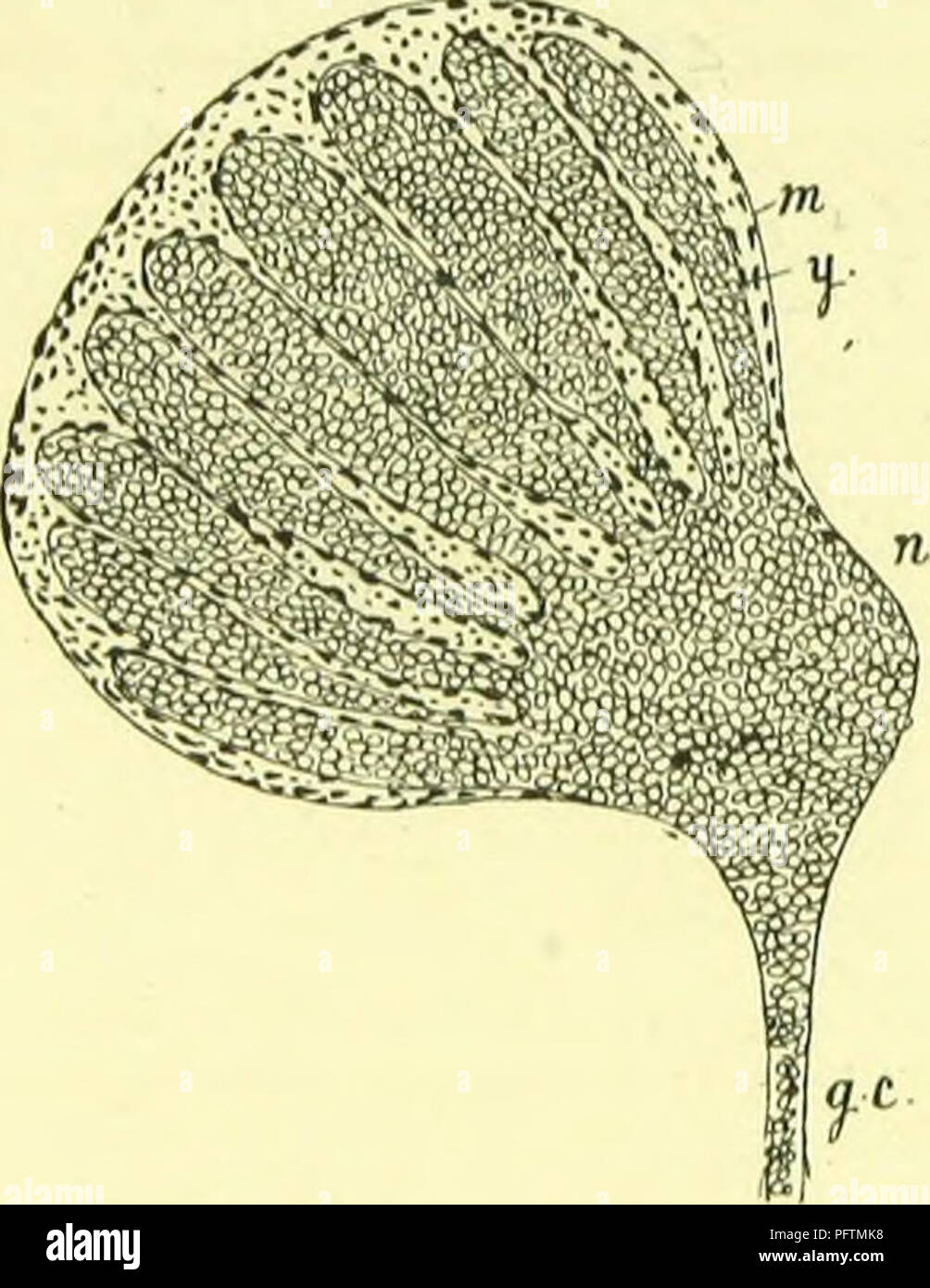 . The anatomy, physiology, morphology and development of the blow-fly ...