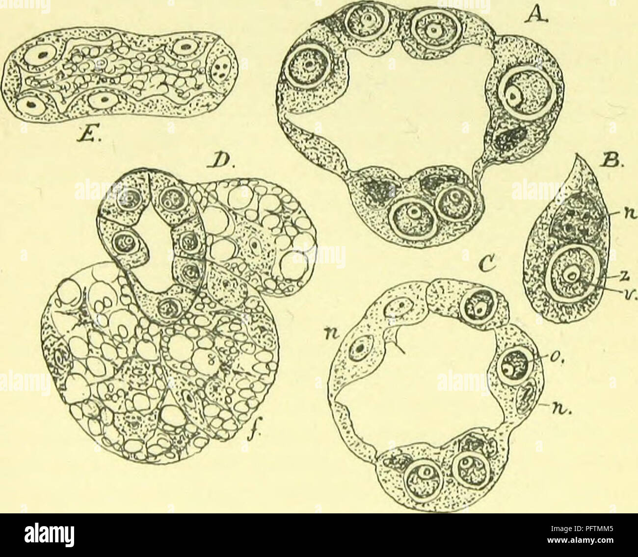 Insects dissection hi-res stock photography and images - Alamy