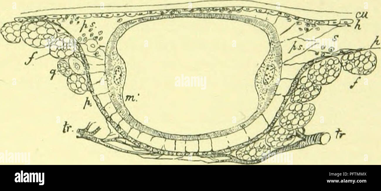 . The anatomy, physiology, morphology and development of the blow-fly ...