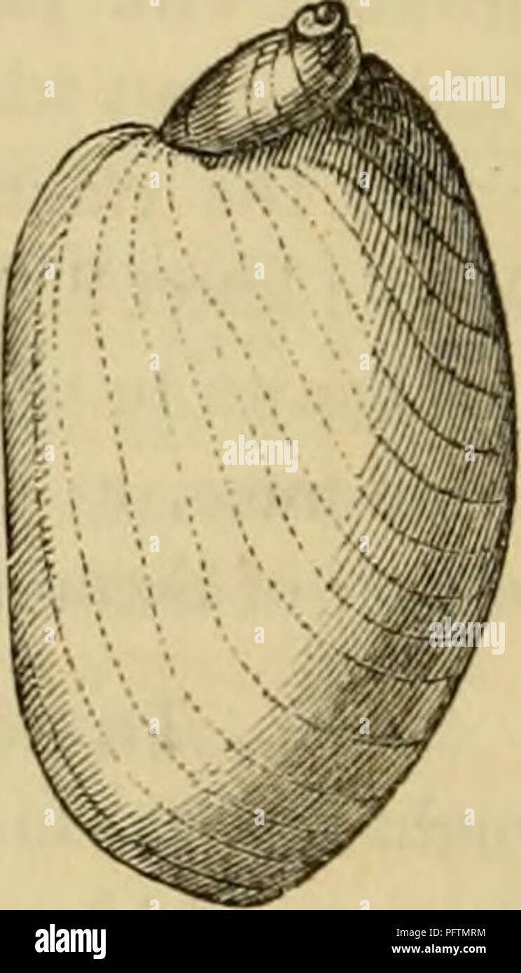 . Cuvier's animal kingdom : arranged according to its organization ...