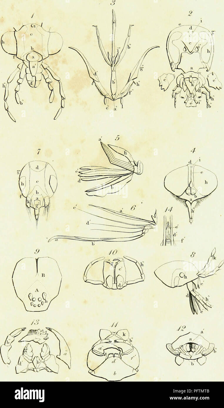 This introduction to entomology provides a detailed overview of insect ...