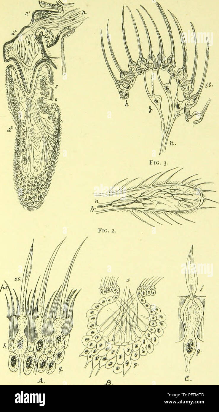 This work provides a detailed anatomical and physiological study of the ...