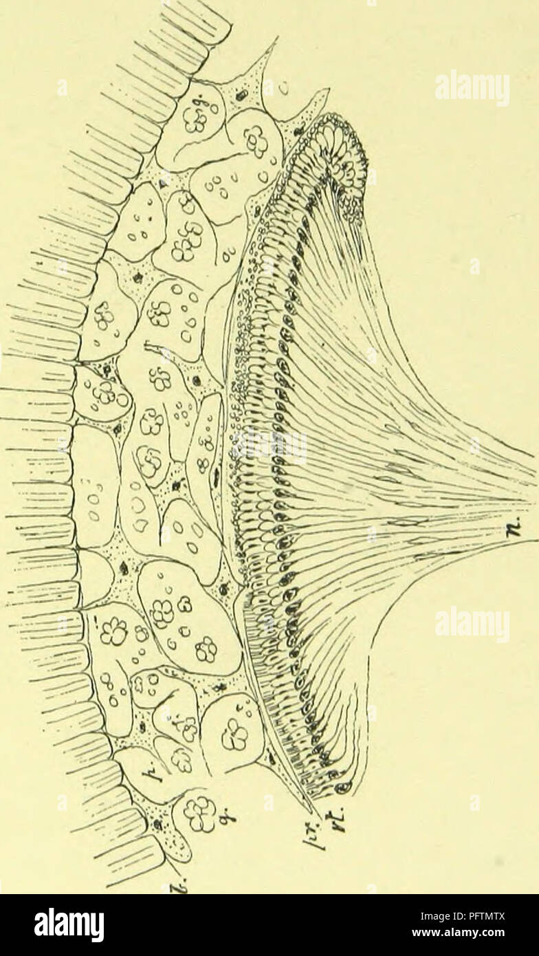 This detailed study examines the anatomy, physiology, and developmental ...