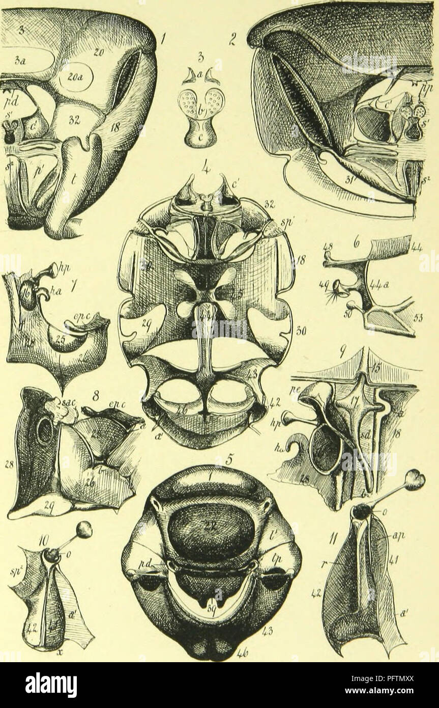 This study explores the anatomy, physiology, and development of the ...