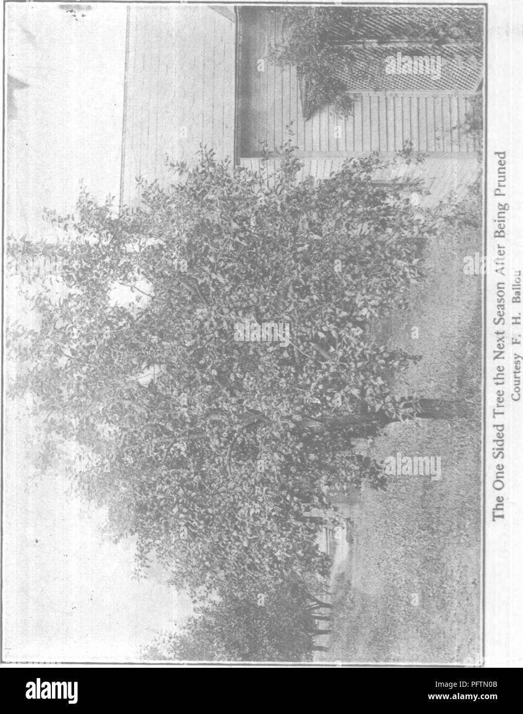 This guide provides practical advice for establishing orchards on ...