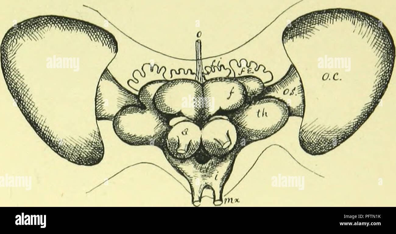 This study examines the anatomy, physiology, and life cycle of the blow ...